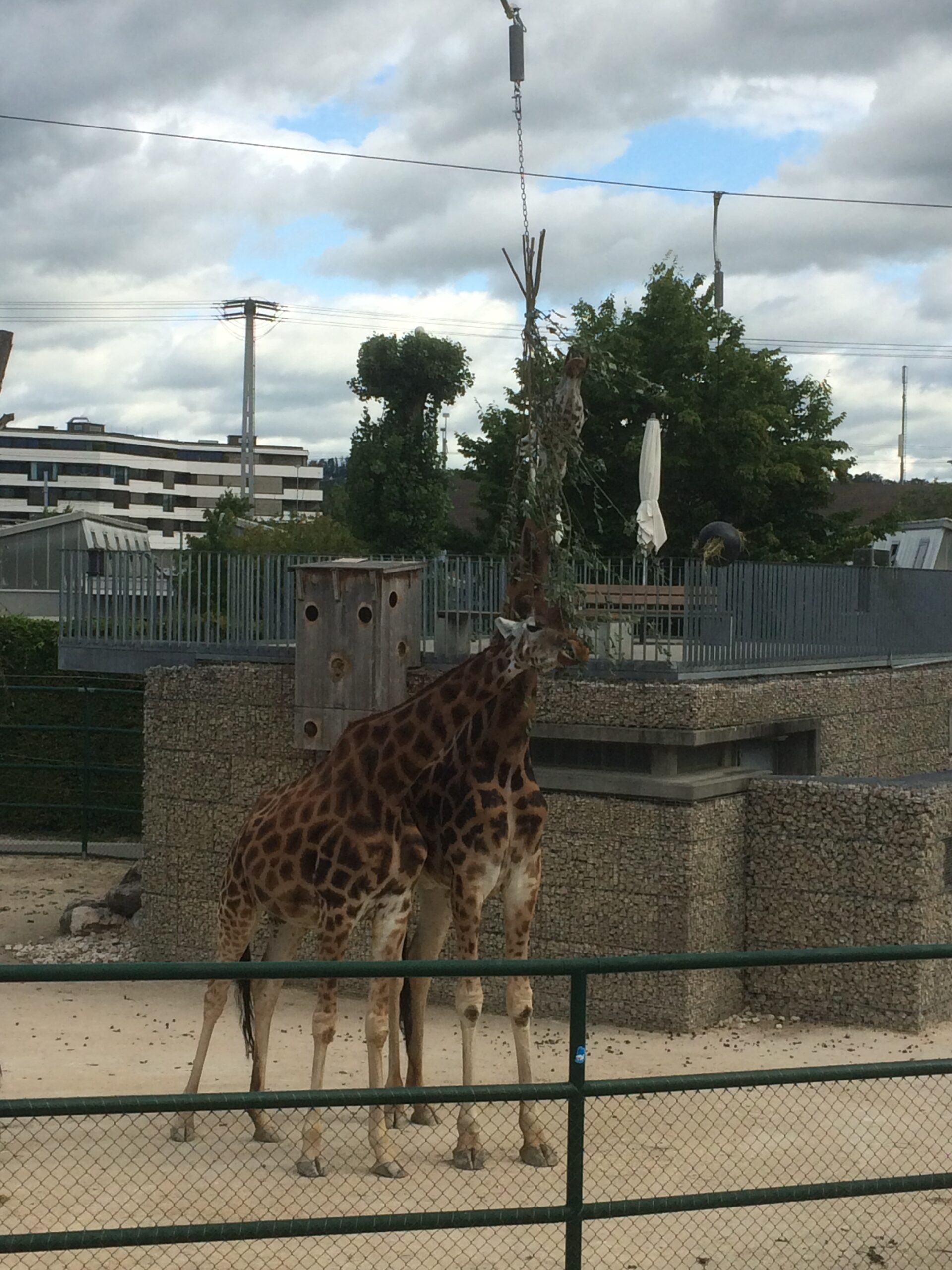 A Day at the Zoo – On The Road Again